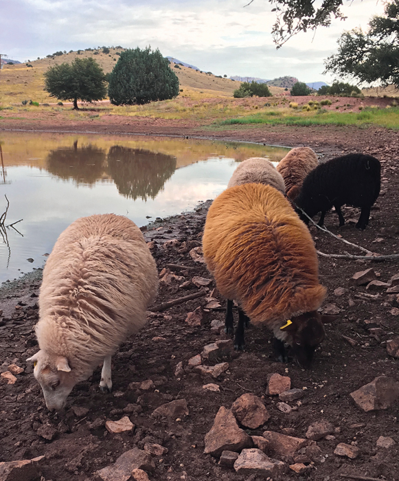 Shetland Sheep Make a Comeback - Grit